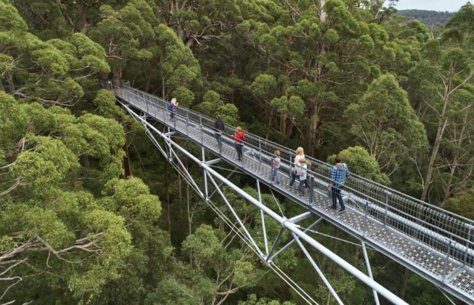 地上40mで空中散歩する！ツリートップウォーク The Valley of the Giants Tree Top Walk | 西 ...